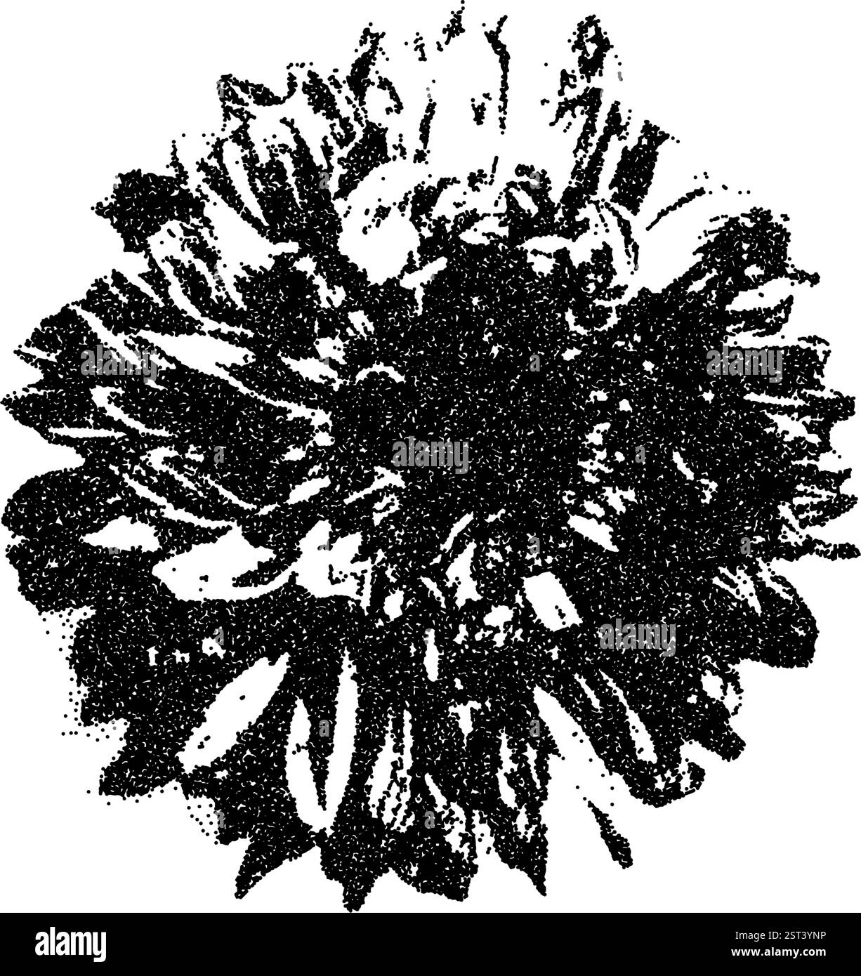 Flower collage sticker. Photocopy monochrome effect chrysanthemum ...