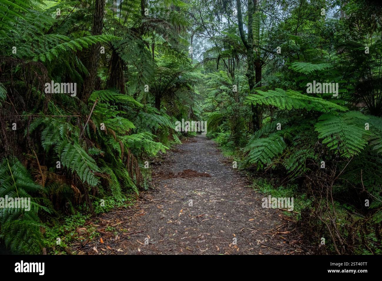 hiking track through the forest Stock Photo - Alamy