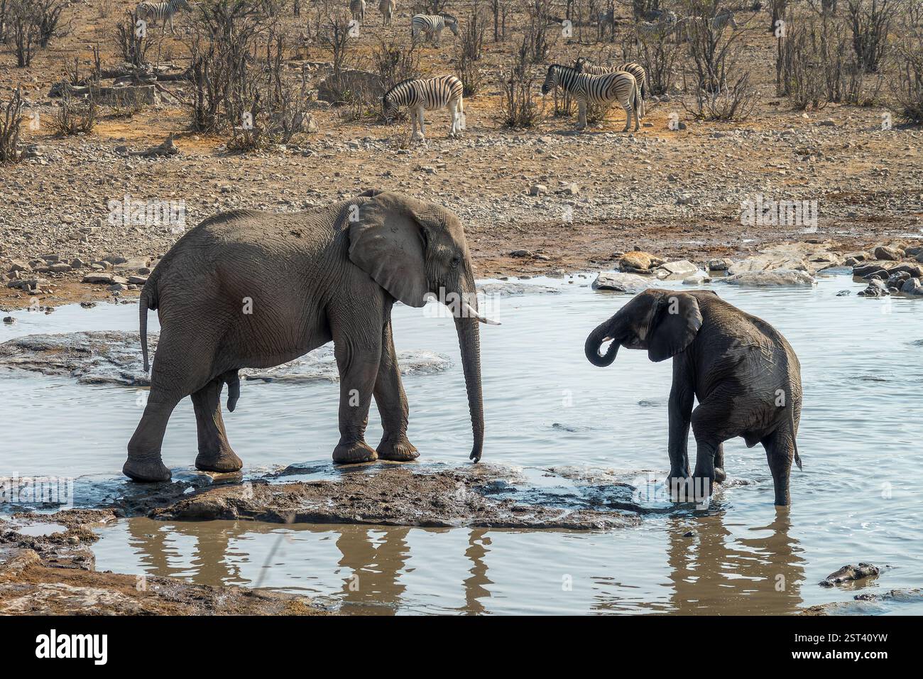 Male elephant and calf at Halali waterhole in Etosha National Park ...