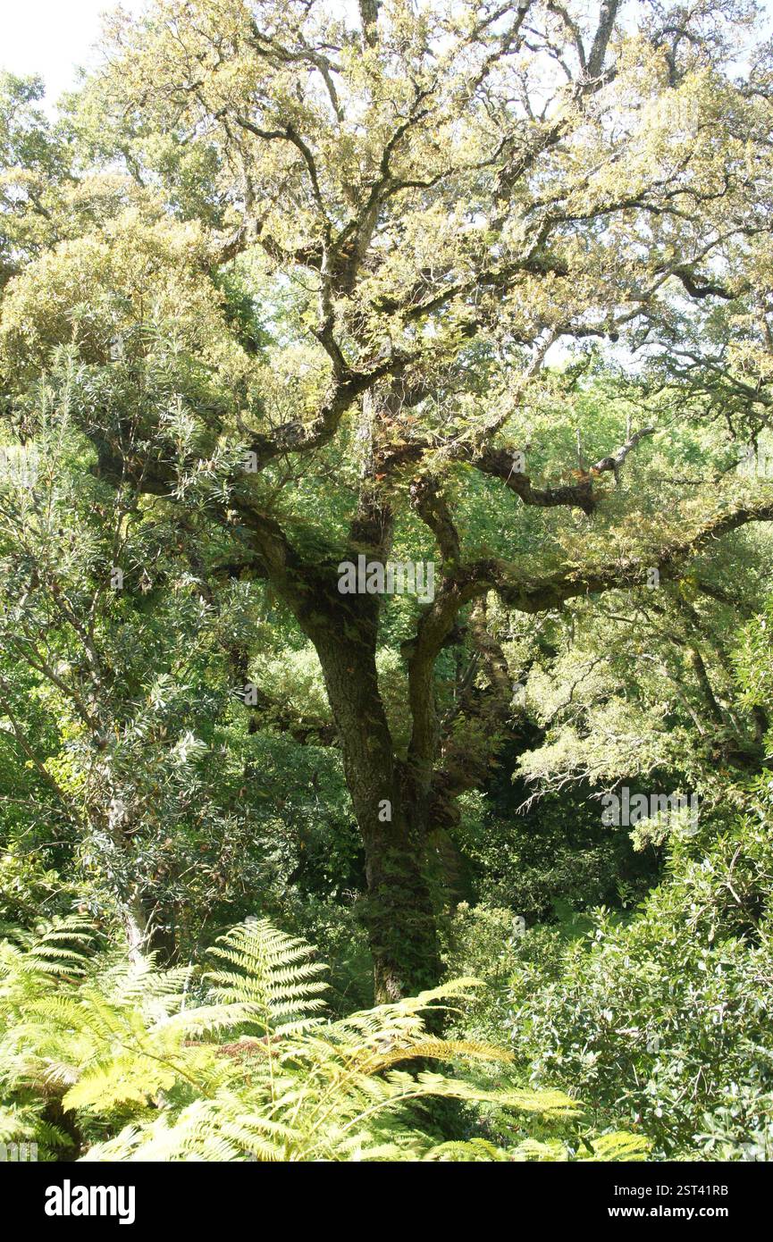 Lush rainforest envelops a majestic ancient oak tree in Sintra ...