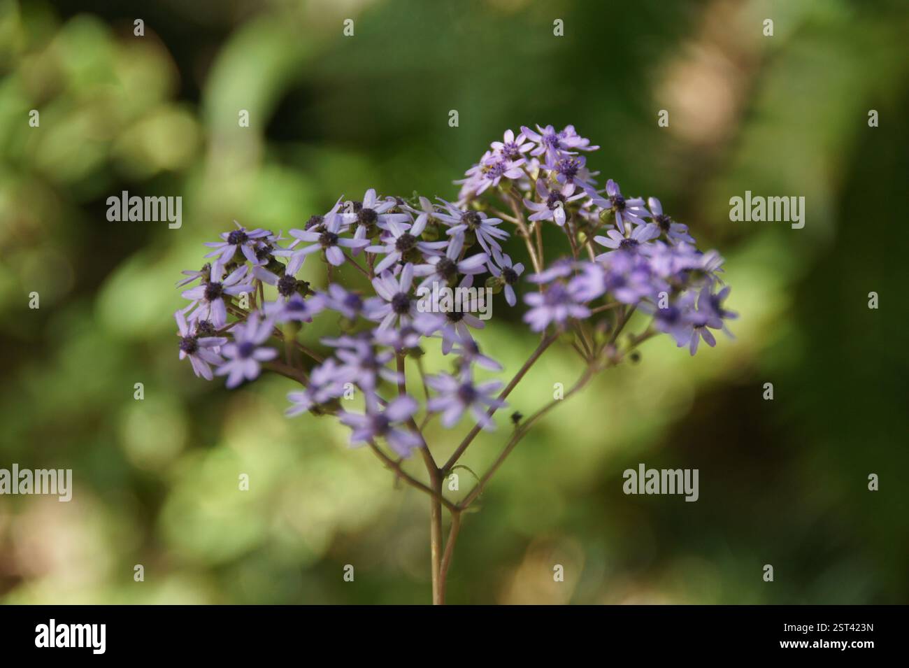 Purple wildflowers with dark centers bloom in vibrant clusters across ...
