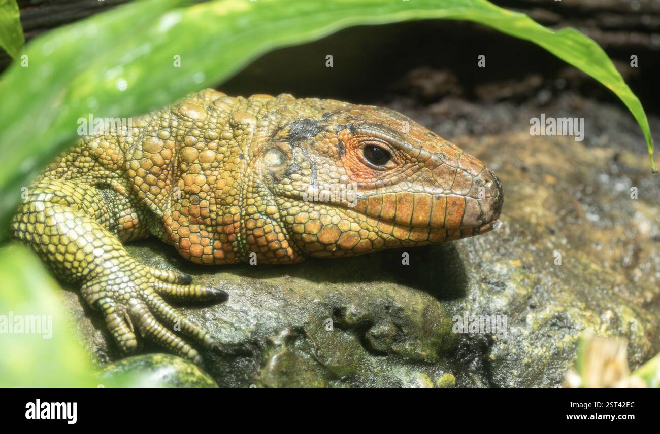 northern caiman lizard, Dracaena guianensis Stock Photo - Alamy