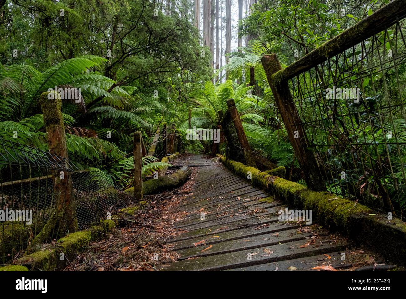 old abandoned foot bridge in the forest Stock Photo - Alamy