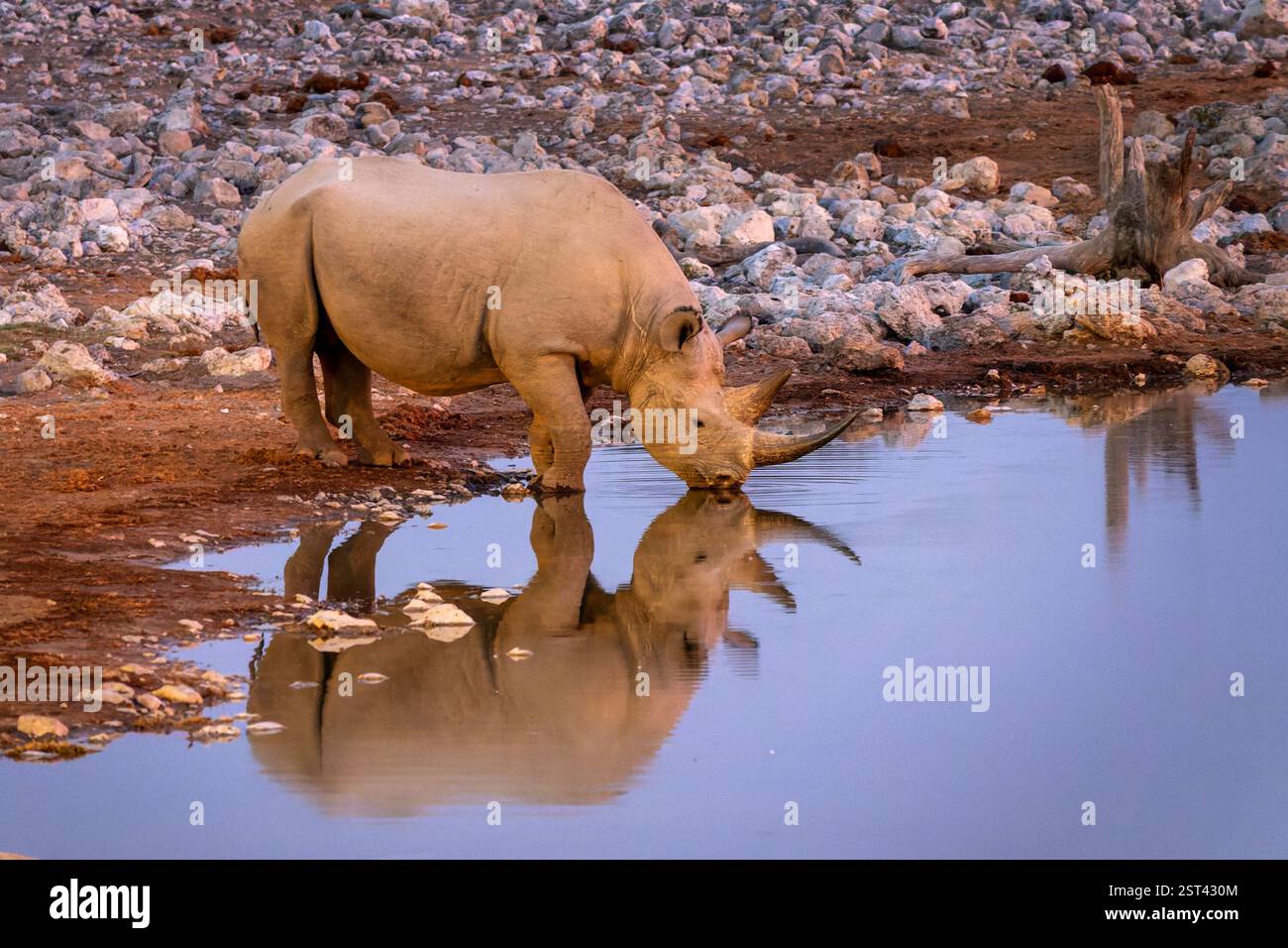 Black rhino at Okaukuejo waterhole in Etosha National Park, water ...
