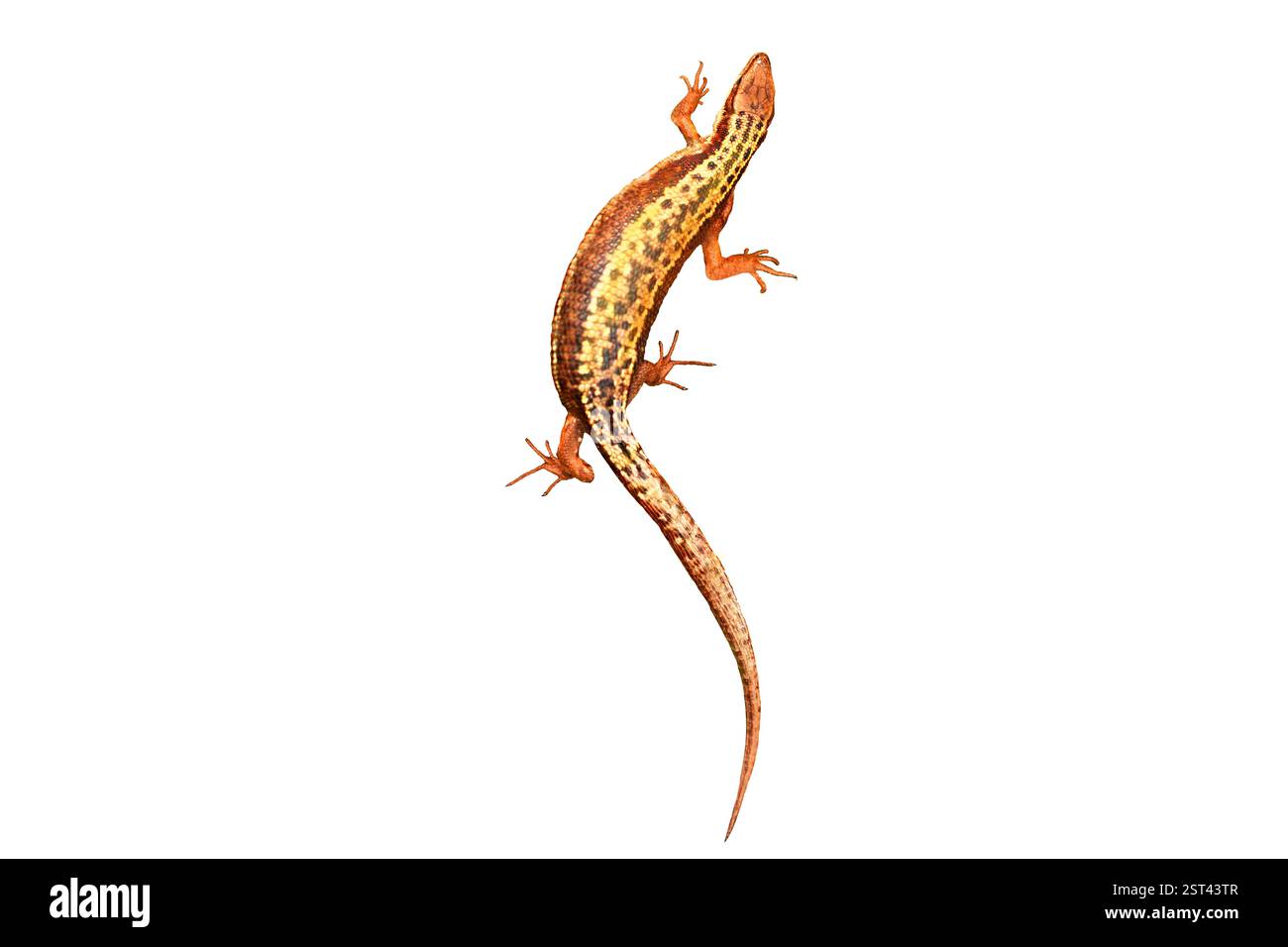 lizard running and bending, isolated on white background, speed Stock ...