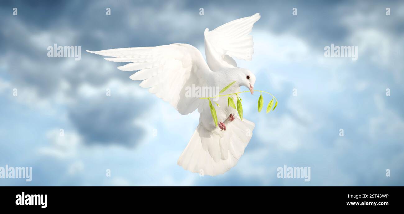 white dove of peace flying against the sky with an olive branch in its ...