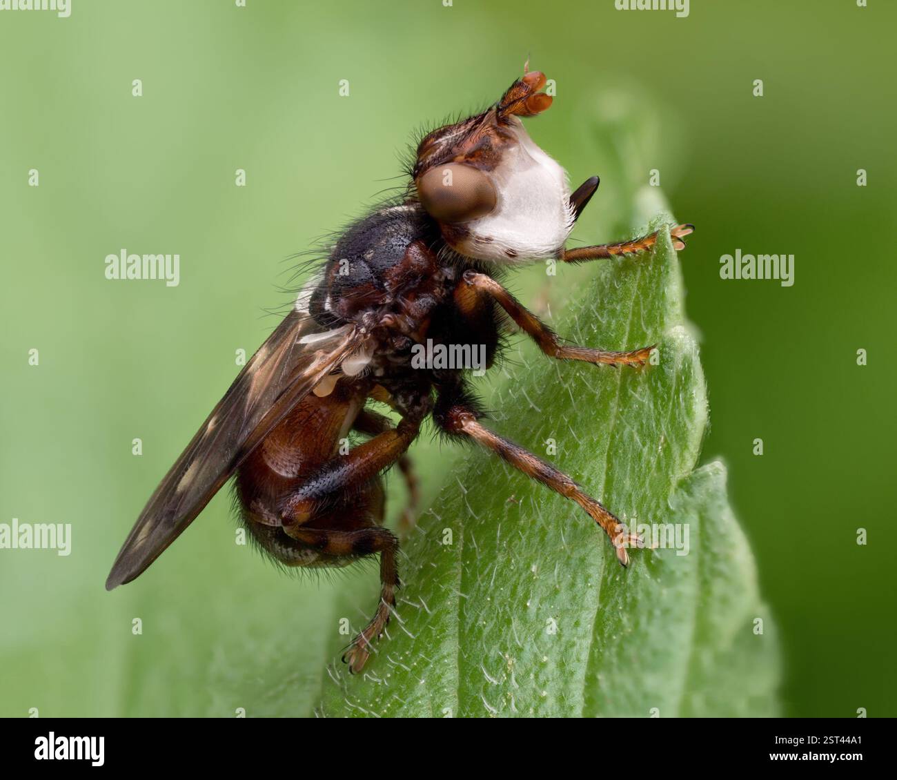 Myopa buccata Conopid fly perched on leaf. Tipperary, Ireland Stock ...