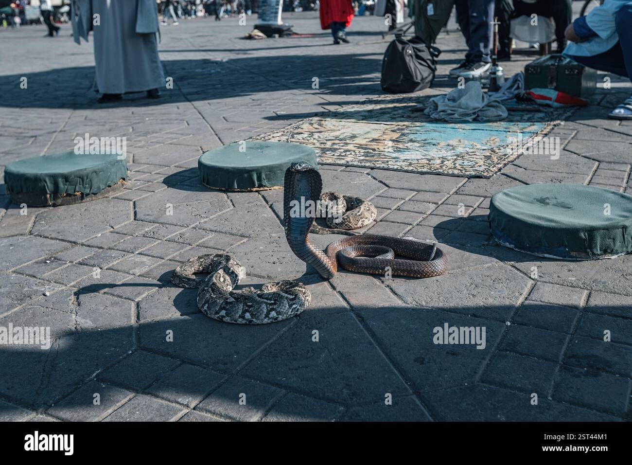 Snake show in Marakkesh on the main square Morocco Stock Photo - Alamy
