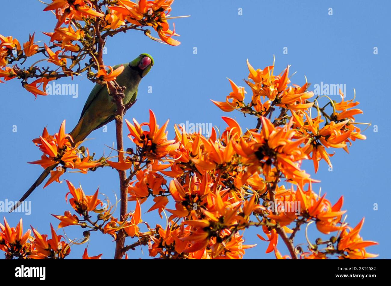 Spring Season In Bangladesh A parrot rests on the top of the cottonwood ...