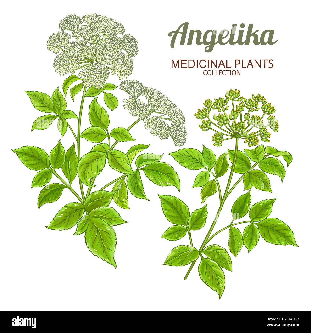 Angelica archangelica illustration Cut Out Stock Images & Pictures - Alamy