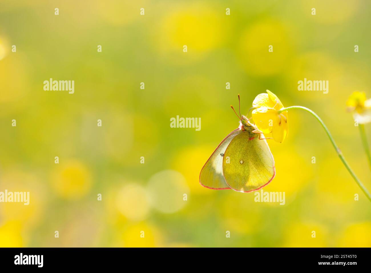 Colias palaeno, Moorland Clouded Yellow, male, on meadow buttercup in ...