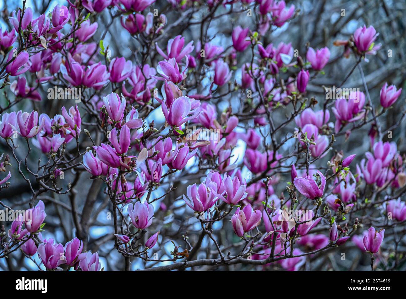 Magnolia flowers burst into bloom in Nanning City, south China's ...