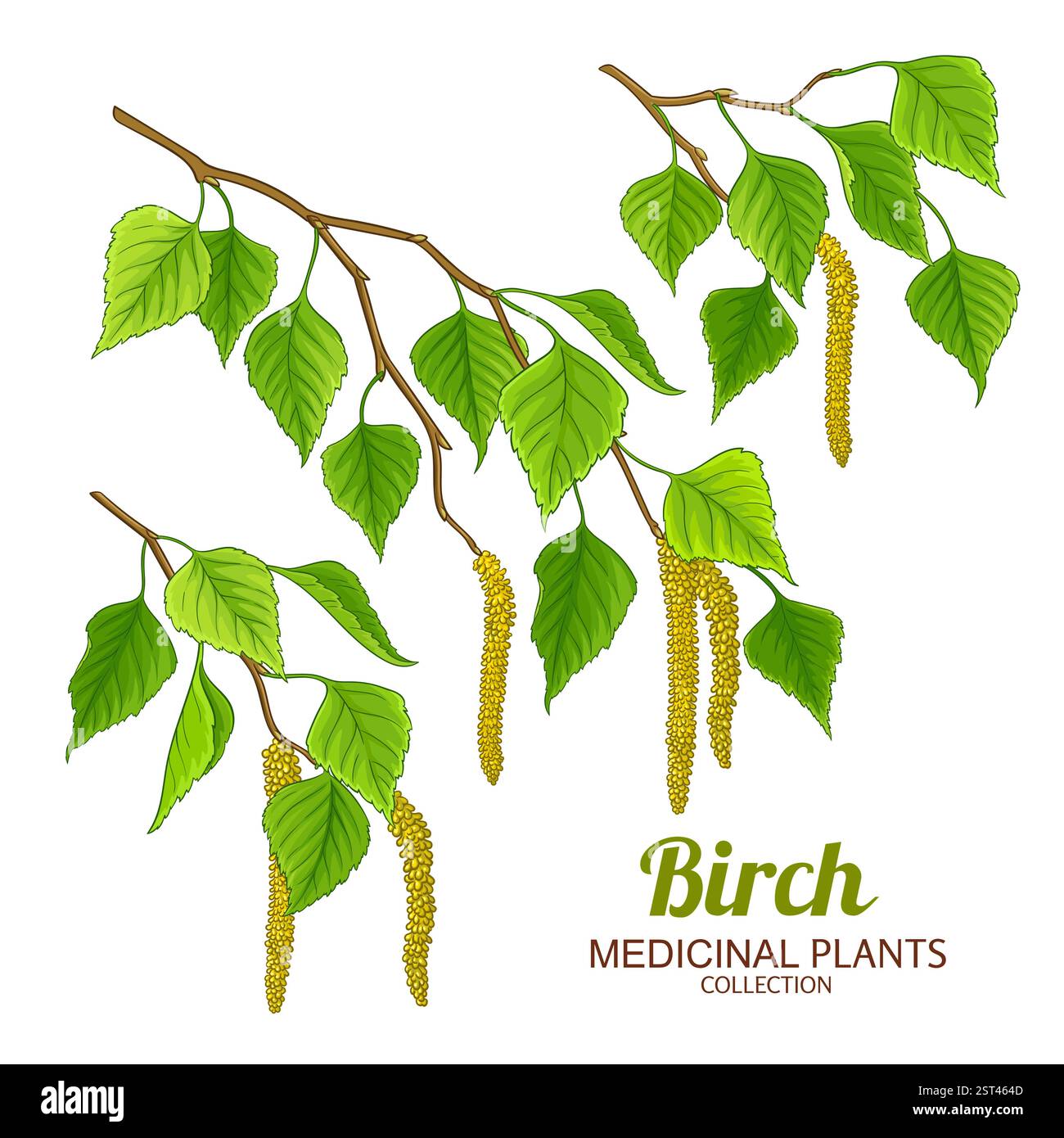 Birch Branch Colored Detailed Illustration Stock Vector Image & Art - Alamy