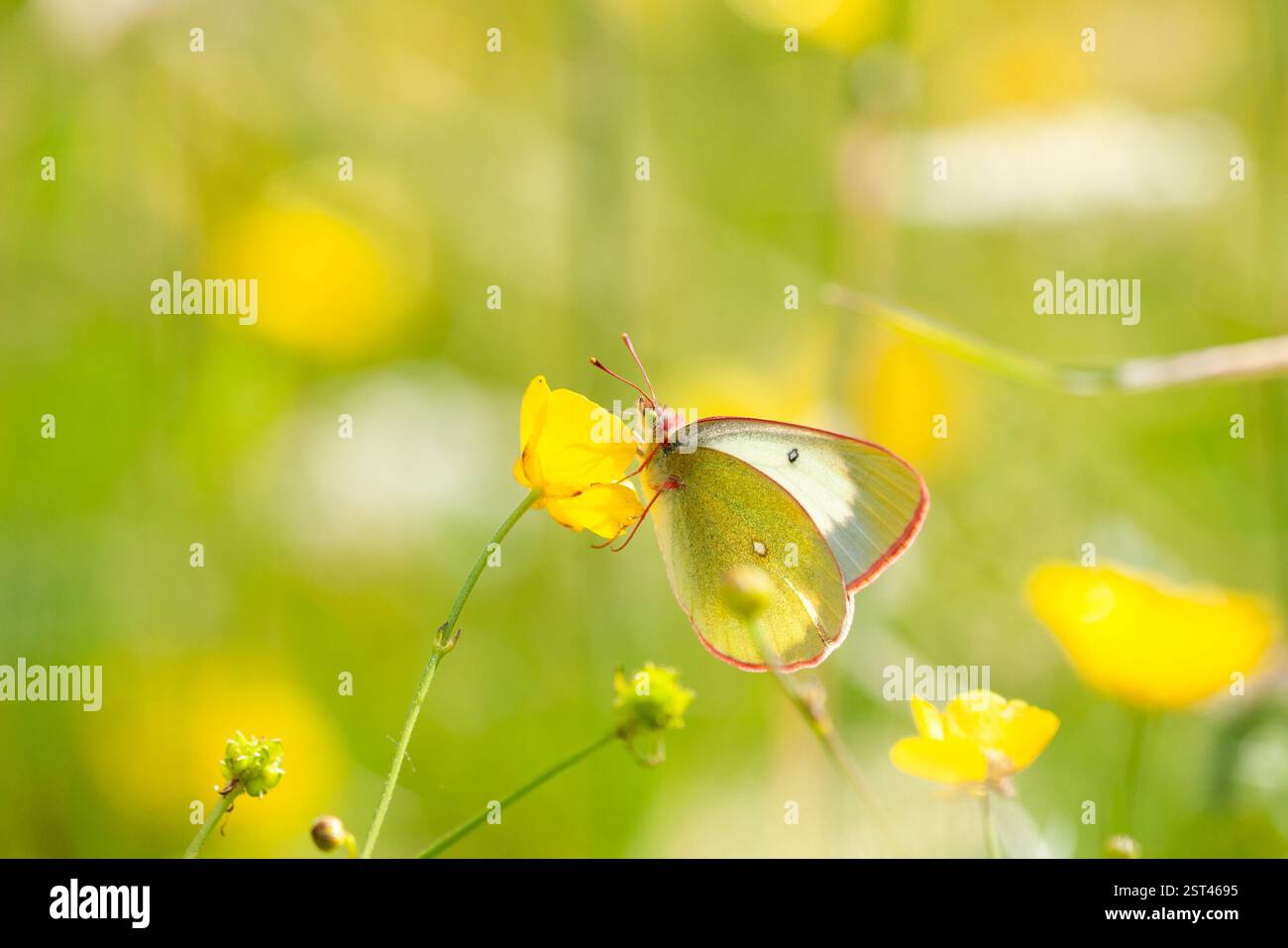 Colias palaeno, Moorland Clouded Yellow, male, on meadow buttercup in ...