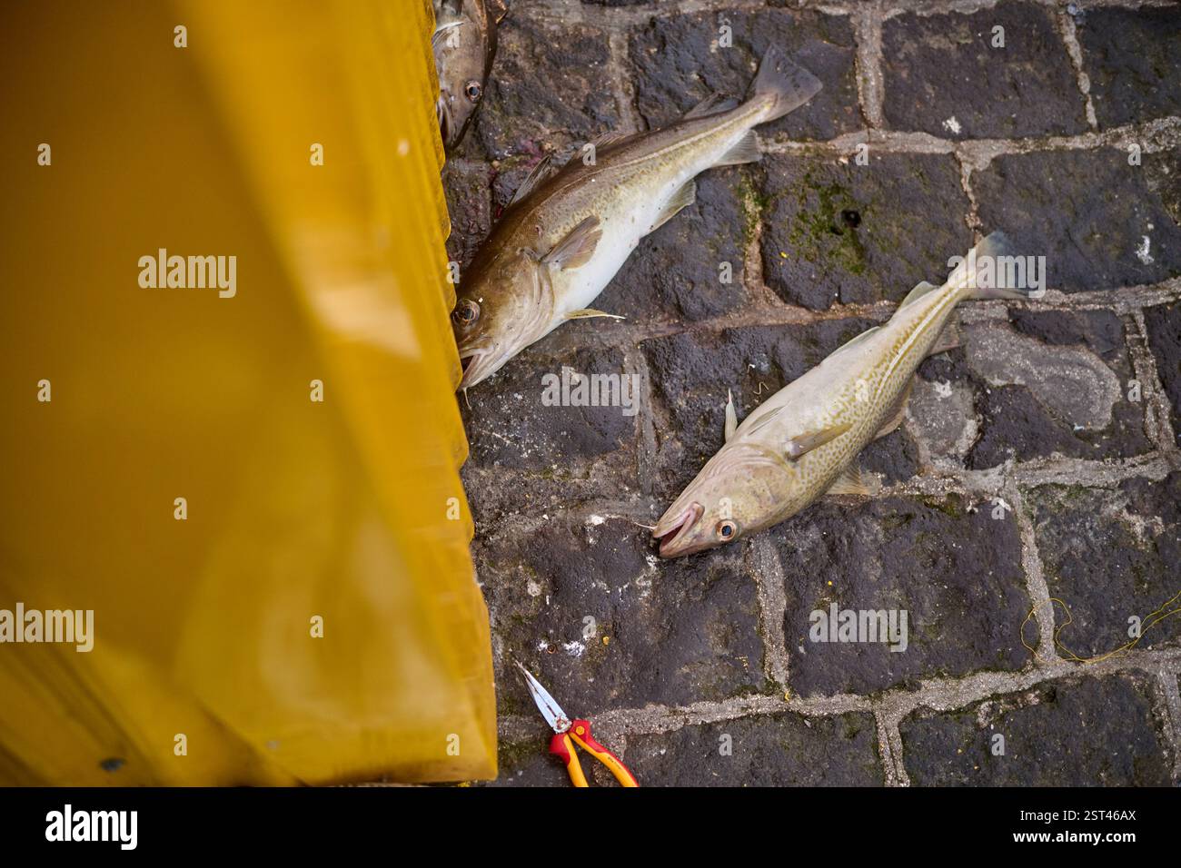Freshly caught cod fish lying on cobblestone Stock Photo - Alamy