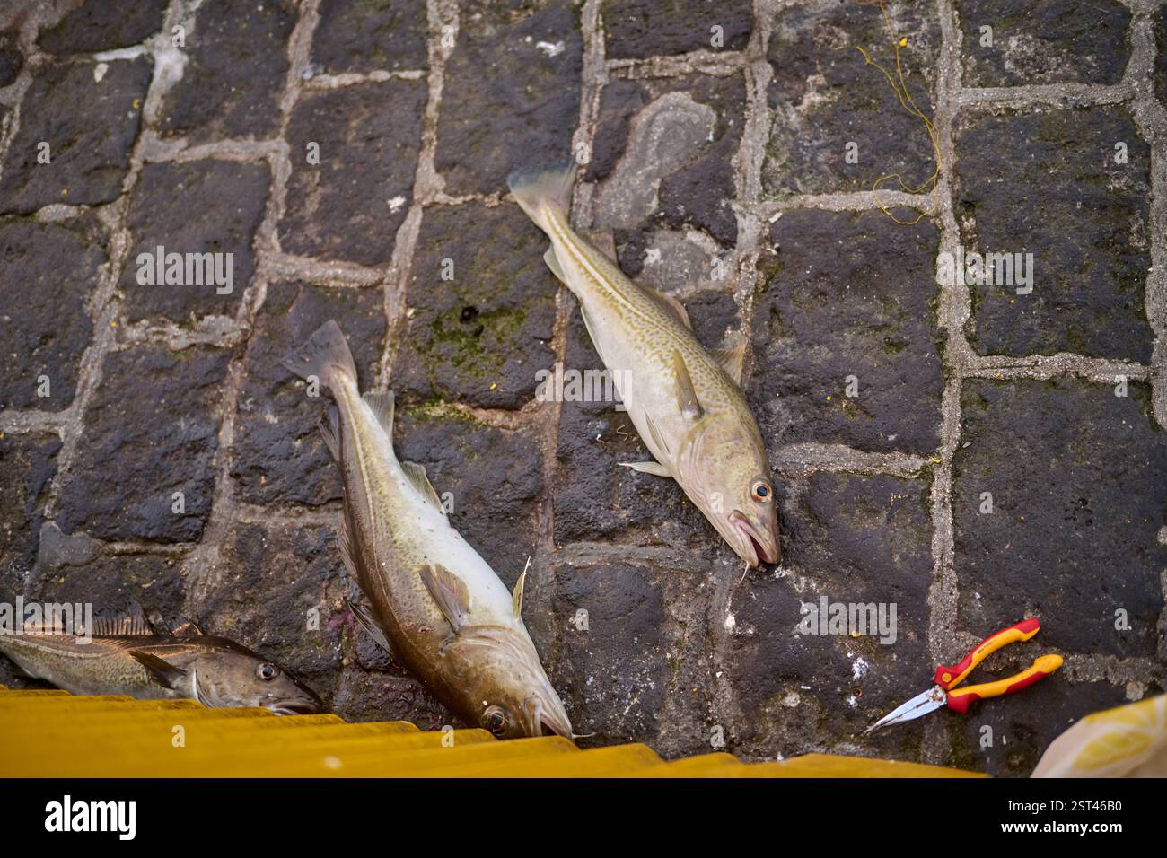 Freshly caught cod fish lying on cobblestone street near fishing tools ...