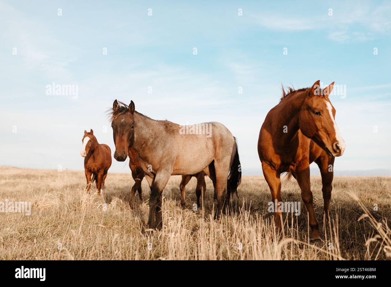Bay roan colt with other horses standing in a dry grassy field Stock ...