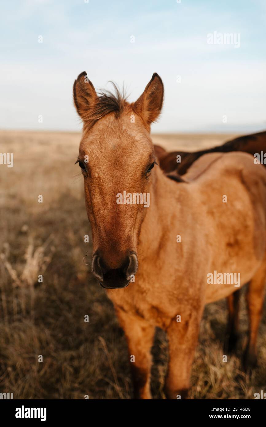 Close-up of a buckskin foal standing in a dry grassy field Stock Photo ...