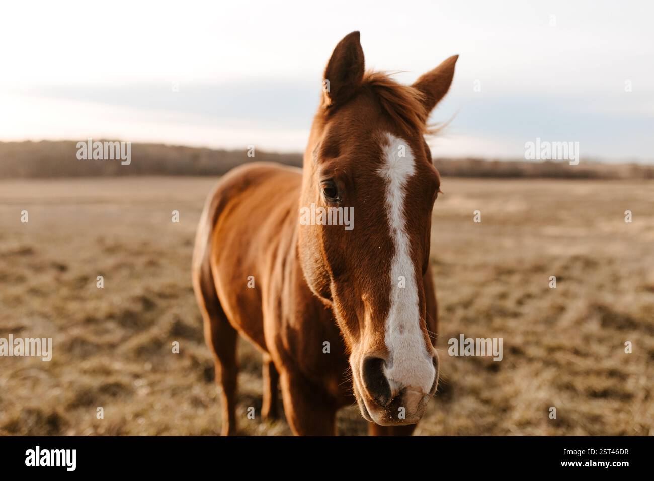 Chestnut horse with a white blaze standing in a grassy Kansas field ...