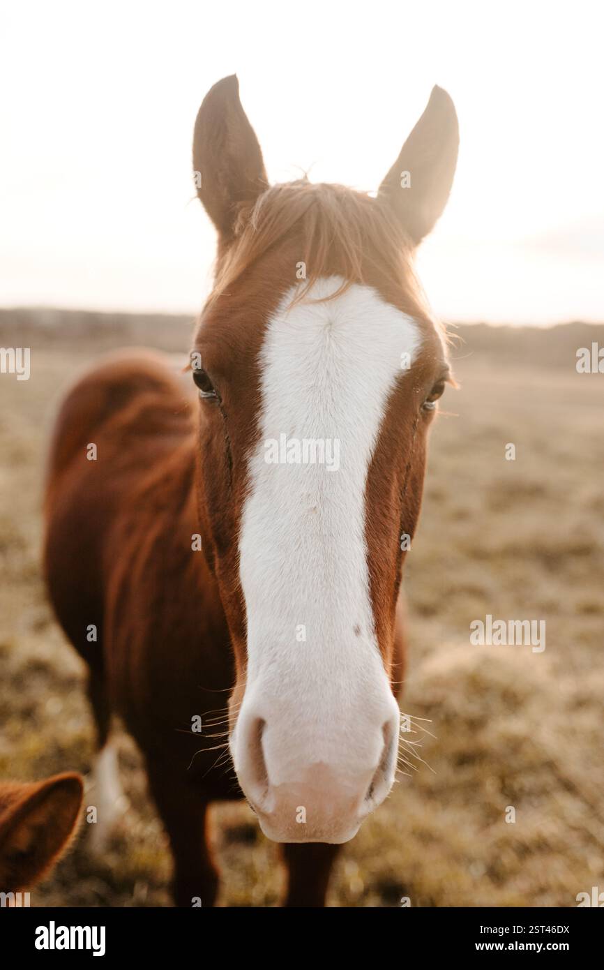Sorrel horse with broad white blaze facing the camera in Kansas field ...