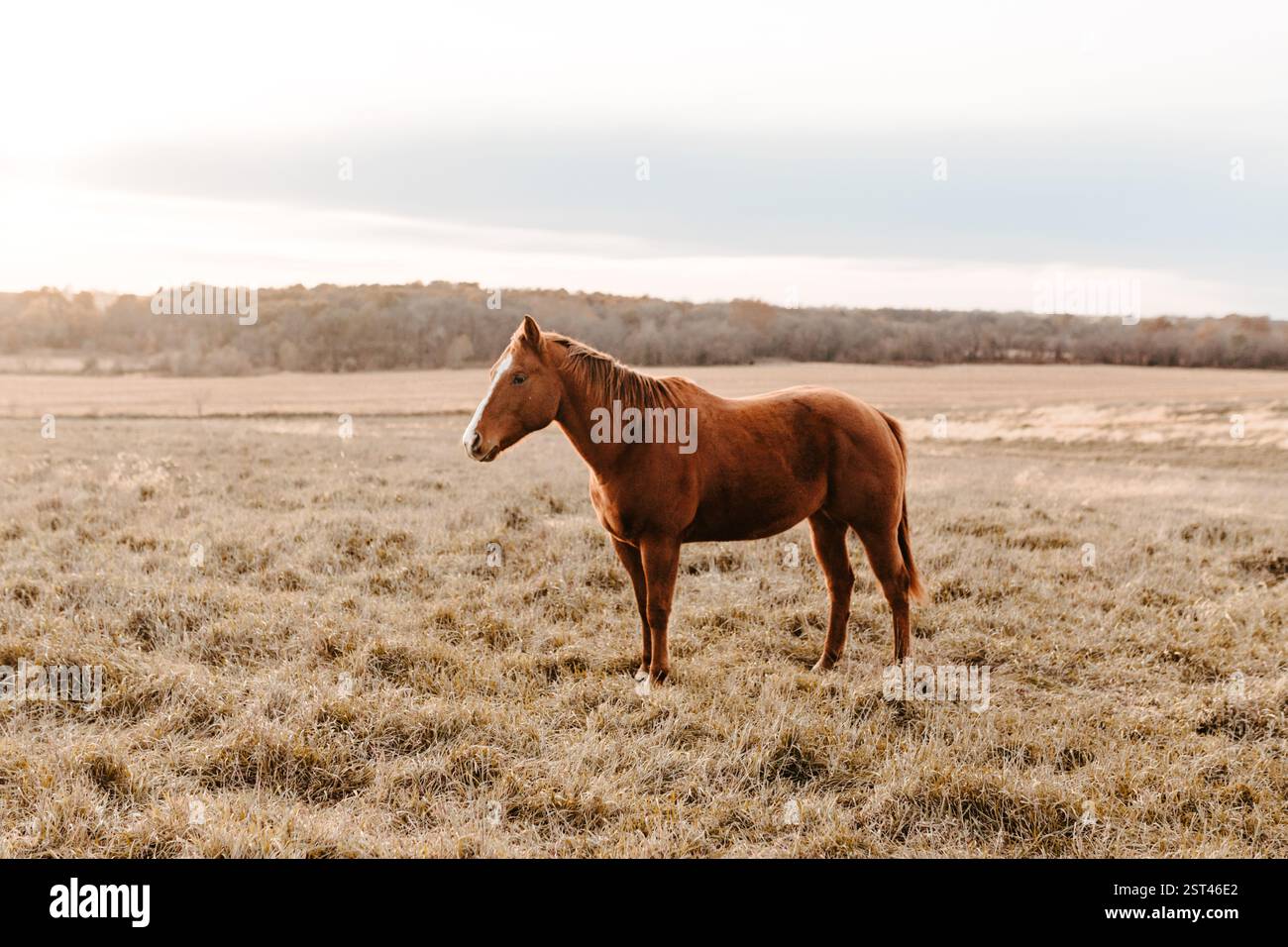 Chestnut horse with a white blaze gazing across an open Kansas field ...