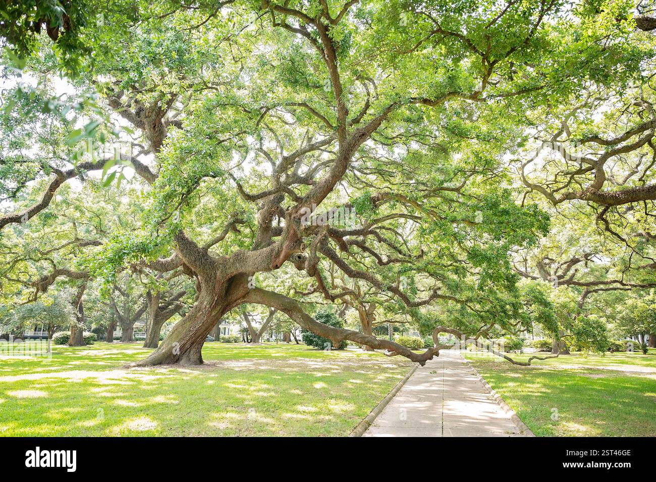 Large sprawling oak tree with twisting branches in a sunlit park Stock ...
