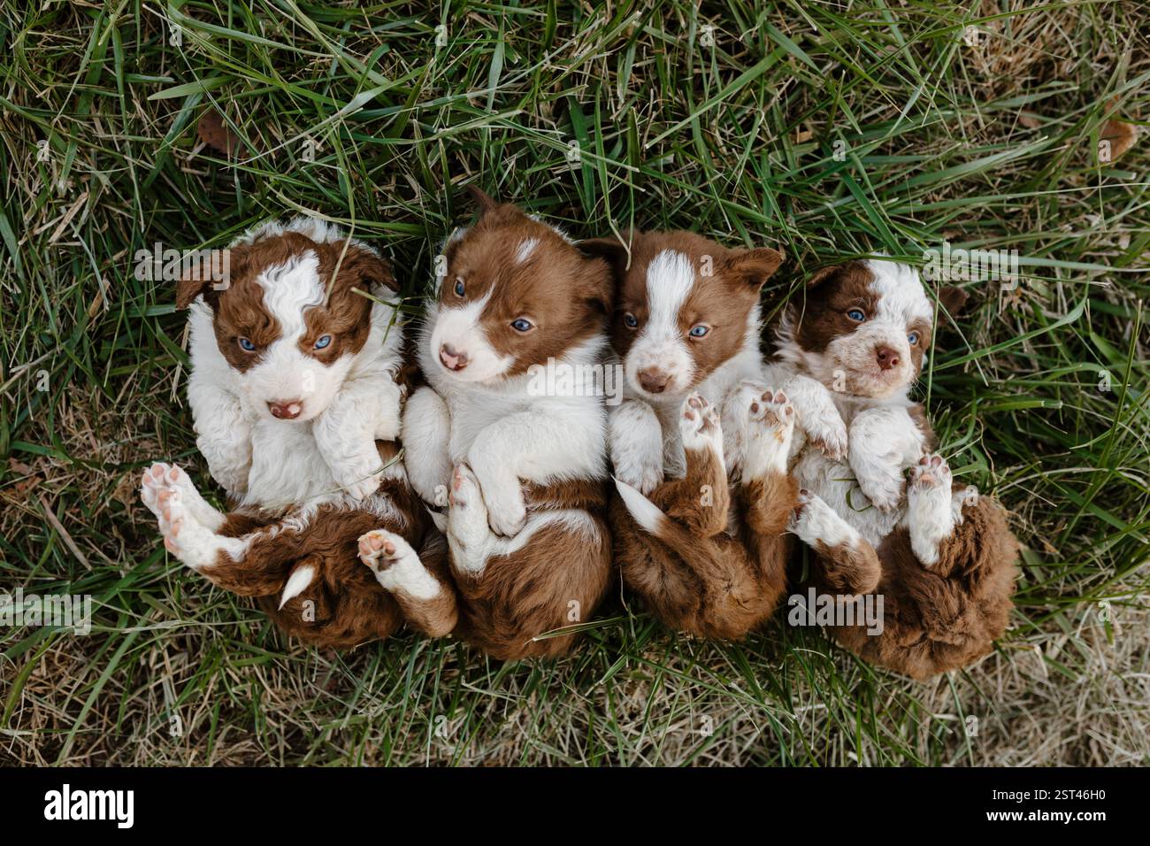 Four red and white Border Collie puppies lying on their backs in grass ...
