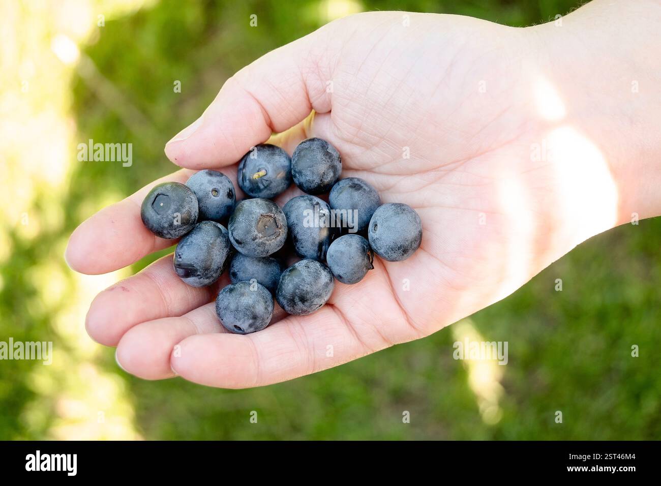 Hand holding freshly picked blueberries with a green background Stock ...