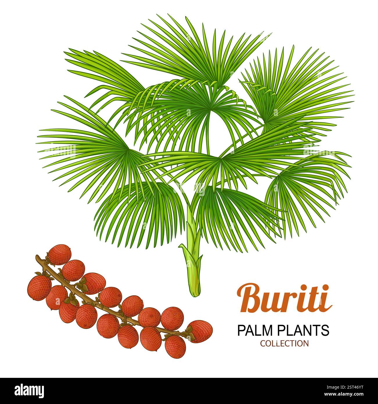 Buriti Plant Colored Detailed Illustration Stock Vector Image & Art - Alamy