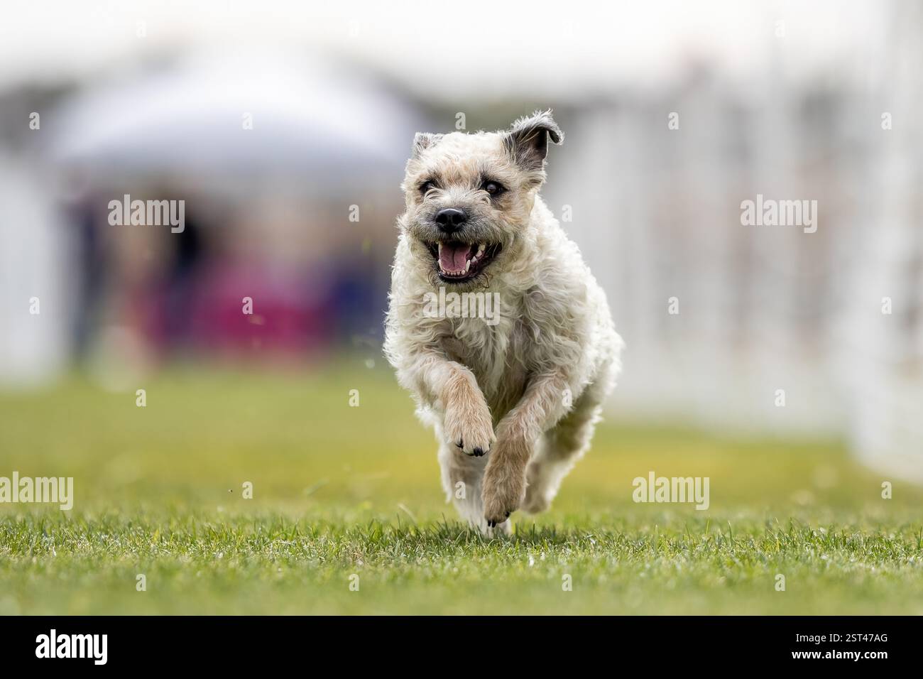 Terrier Mixed Breed Mix Mutt Running Lure Course Sprint Dog Sport Stock ...