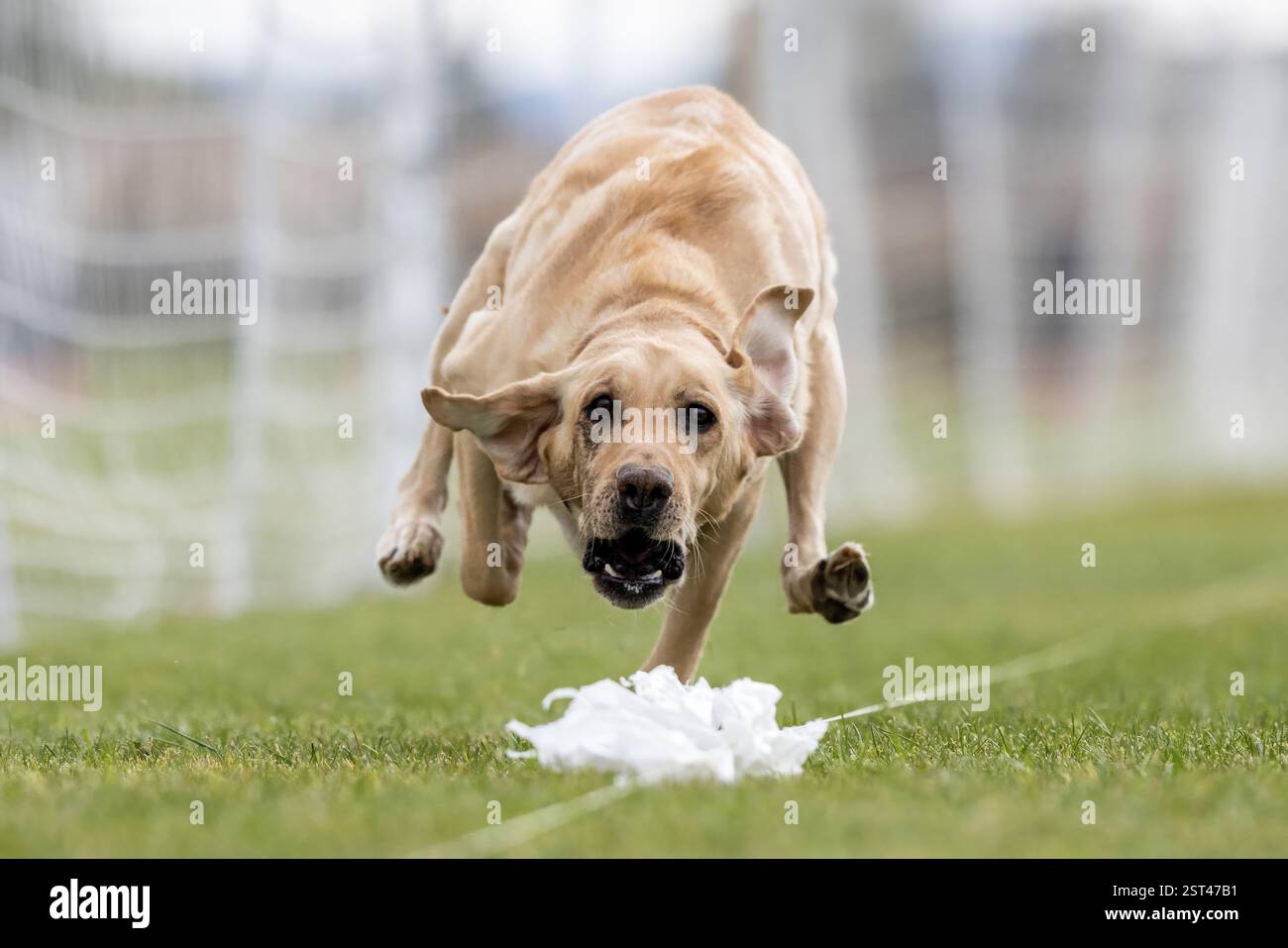 Yellow Labrador Retriever Lab Running Lure Course Sprint Dog Sport ...
