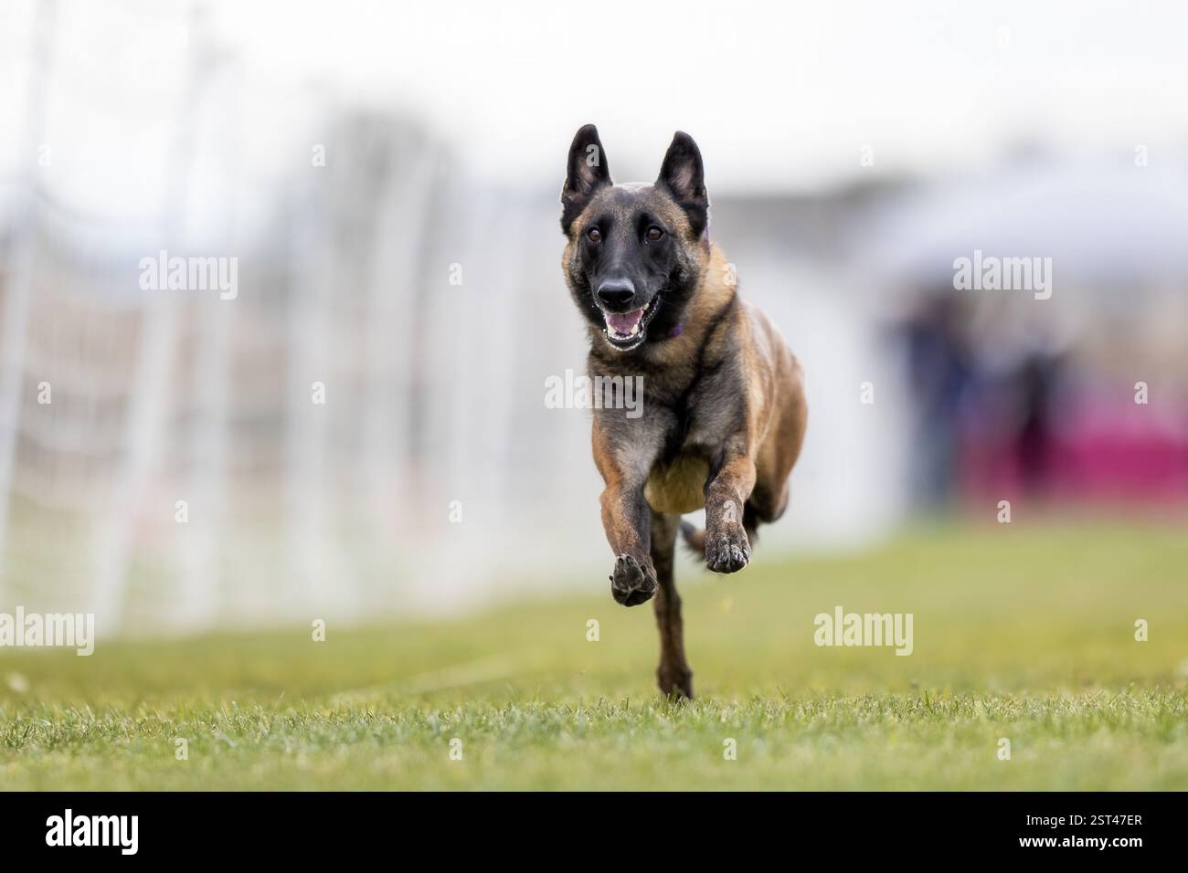 Running malinois hi-res stock photography and images - Alamy
