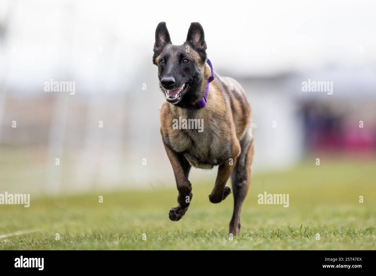 Belgian Malinois Running Lure Course Sprint Dog Sport Stock Photo - Alamy