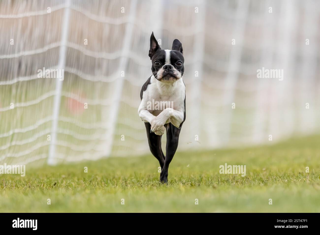Black and White Boston Terrier Running Lure Course Sprint Dog Sport ...