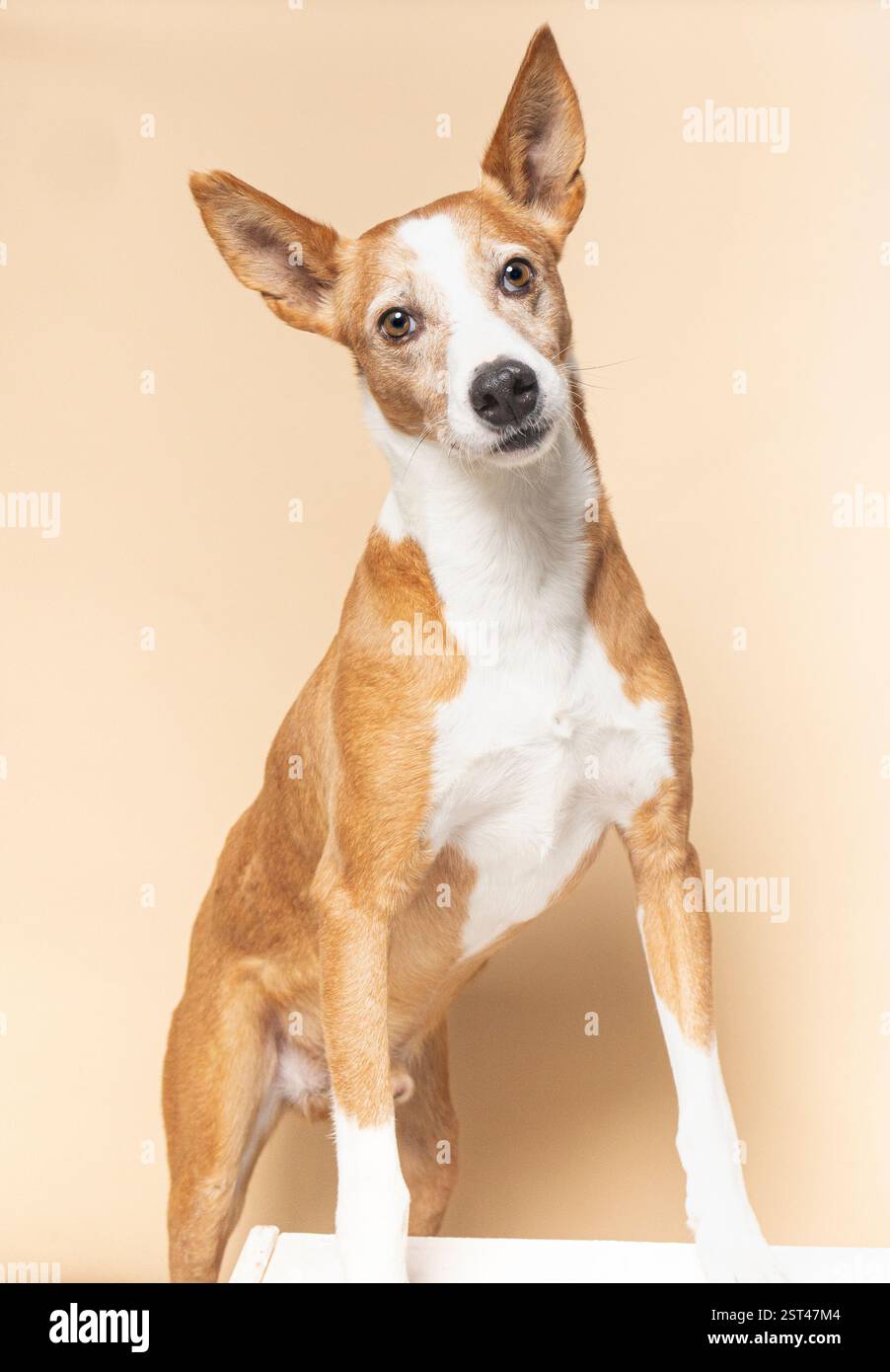 Adorable podenco dog posing on beige background: adoption concept Stock ...