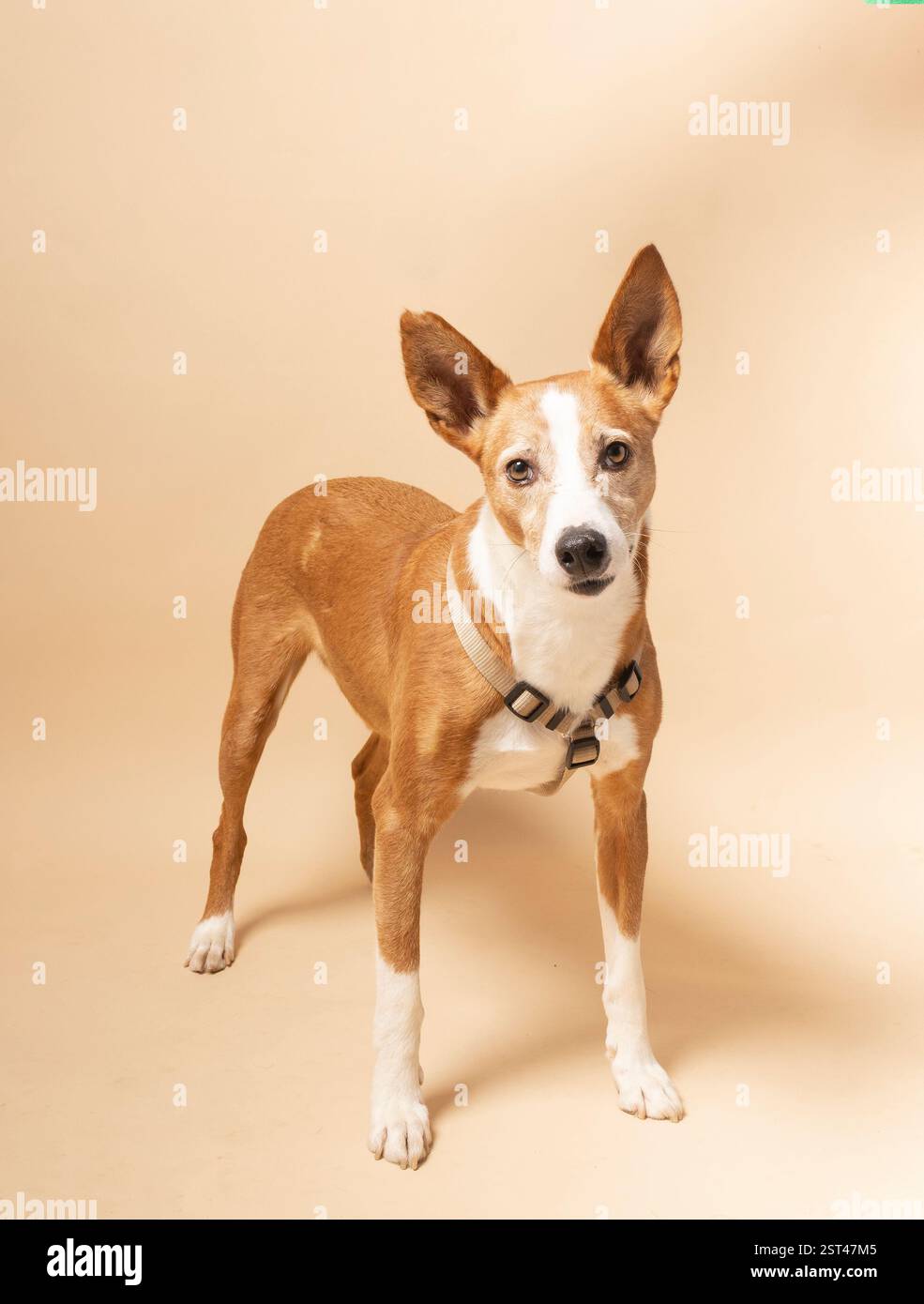 Podenco dog standing and posing for adoption on beige background Stock ...
