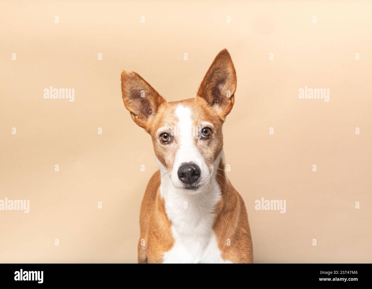 Podenco dog posing on beige background: adoption concept Stock Photo ...