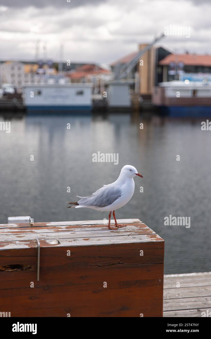 Curious cove hi-res stock photography and images - Alamy