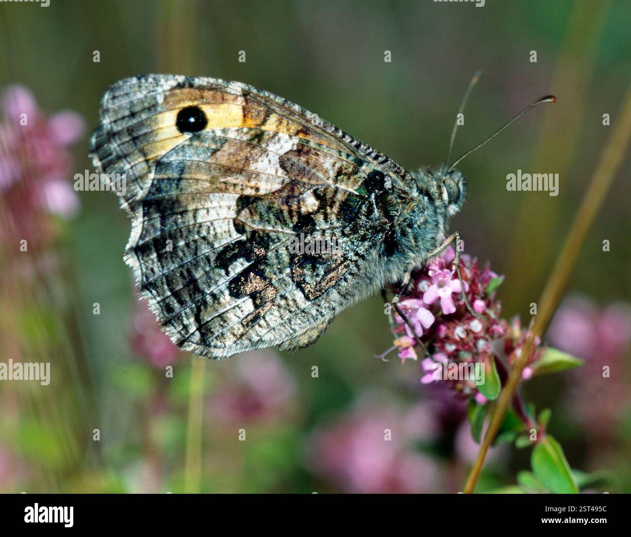 Ruecklaeufig hi-res stock photography and images - Alamy