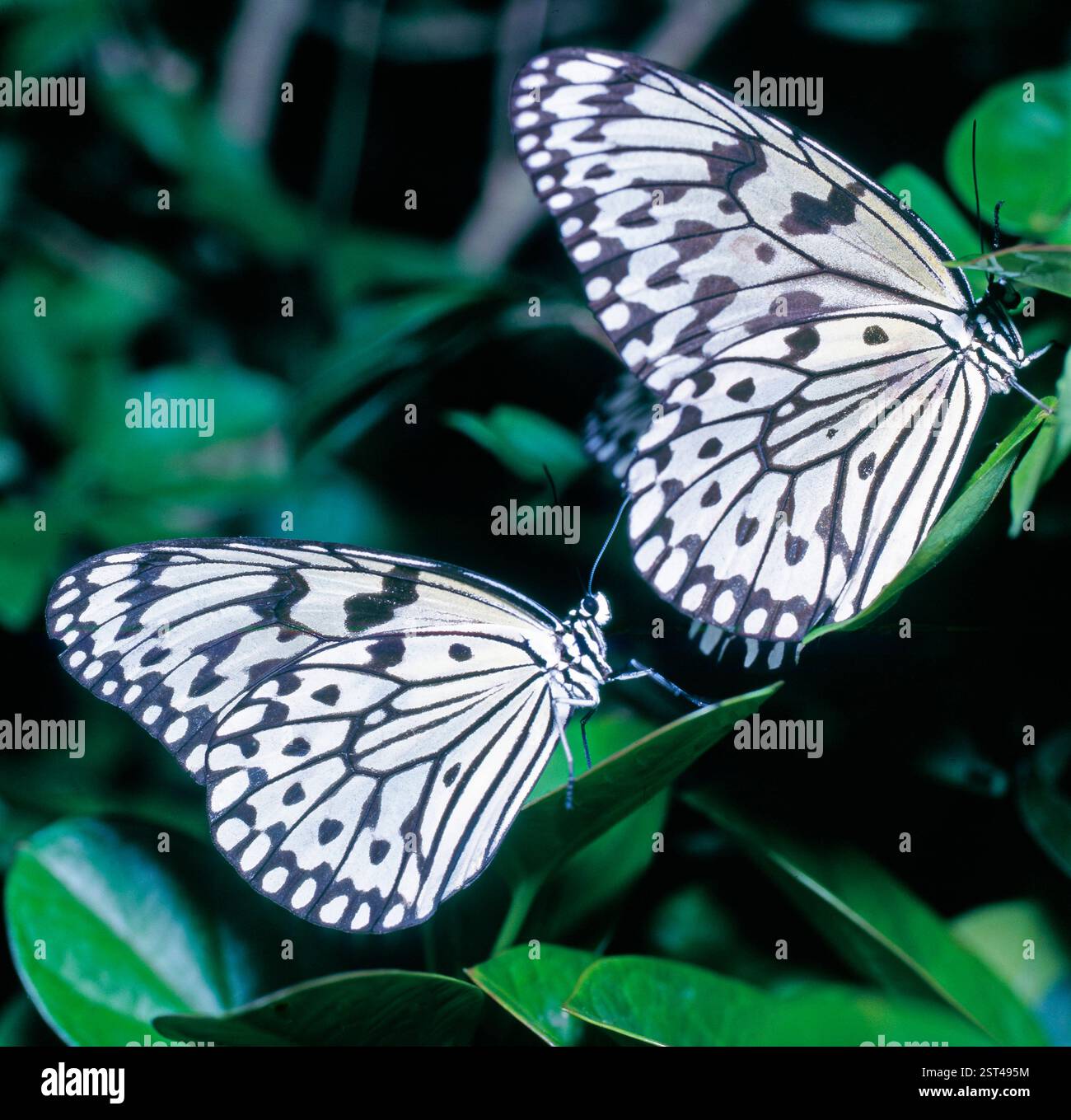 Zwei Weiße Baumnymphen, oben maennlicher Falter, unten weiblicher ...