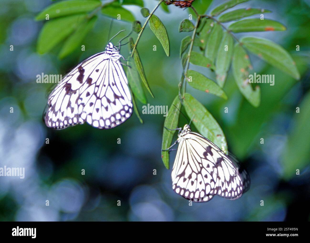 Plant with many subspecies hi-res stock photography and images - Alamy