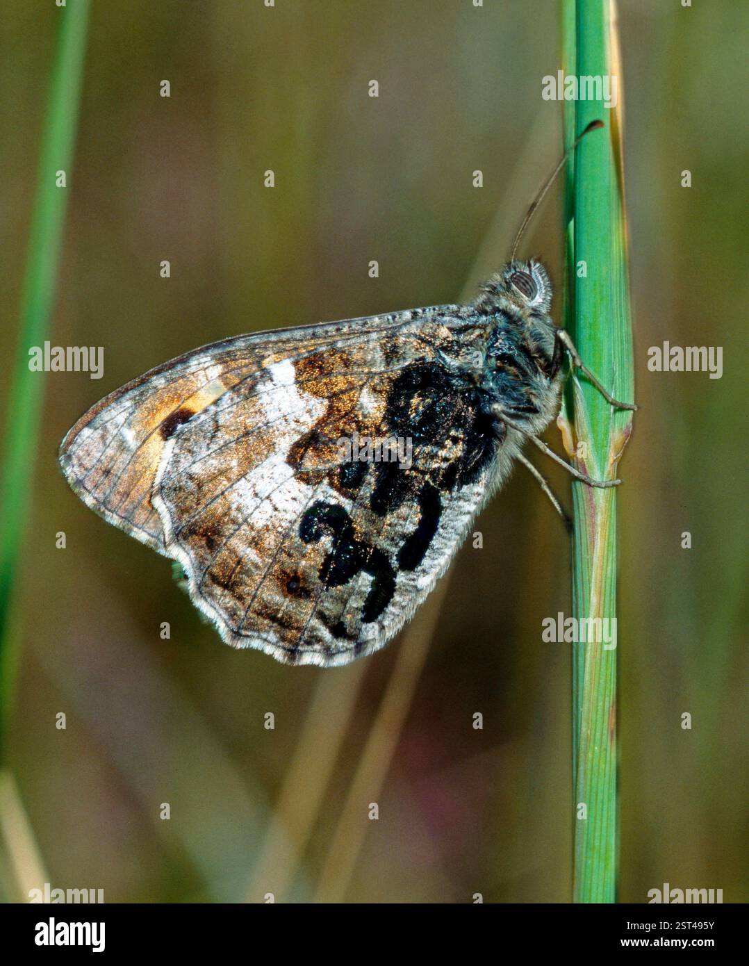 Der Tagfalter Rostbinde, Satyrus semele, auch Ockerbindiger Samtfalter ...