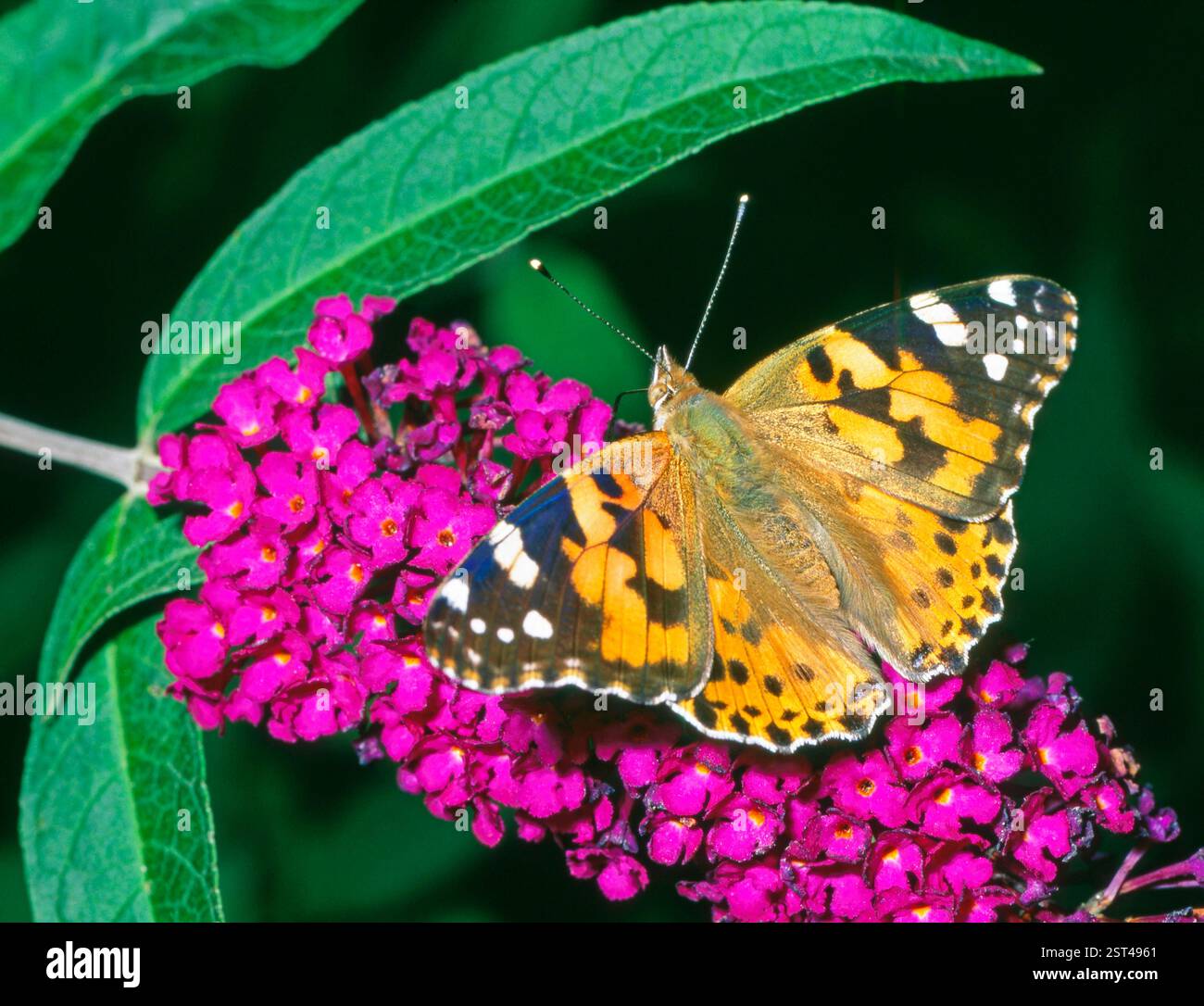 Distelfalter Vanessa cardui saugt Nektar auf den purpurnen Blueten der Buddleia davidii, des ...