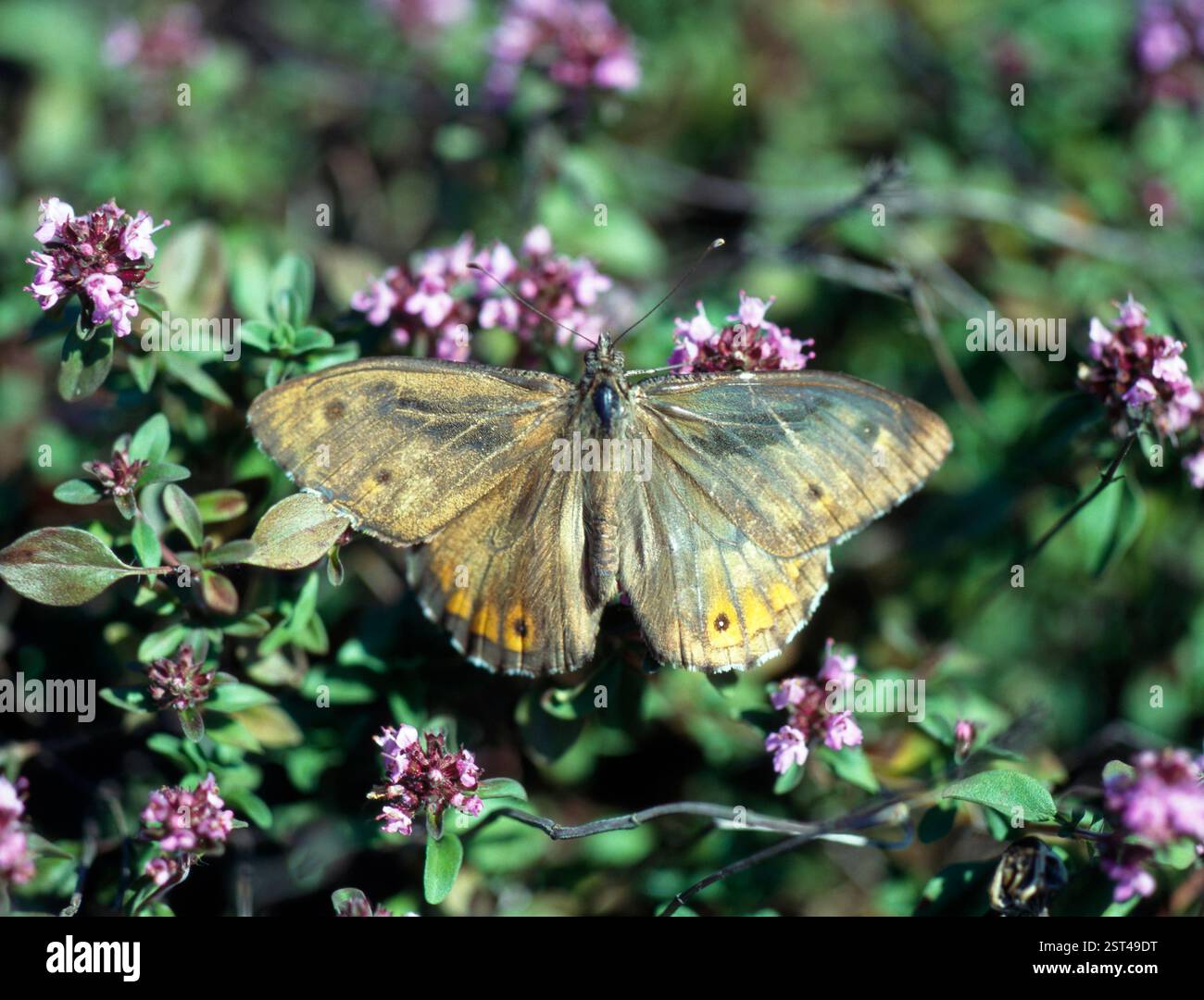 Der Tagfalter Rostbinde, Satyrus semele, auch Ockerbindiger Samtfalter ...