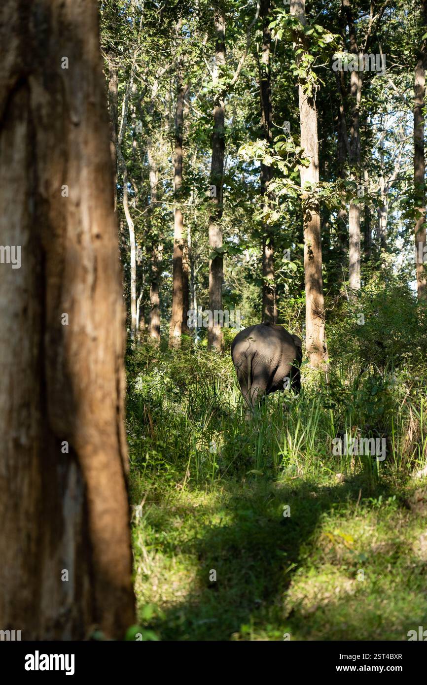 Parambikulam Tiger Reserve, which also includes the erstwhile Wildlife ...