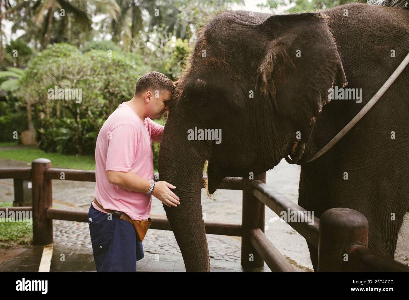A man feeds elephants at an elephant sanctuary Stock Photo - Alamy