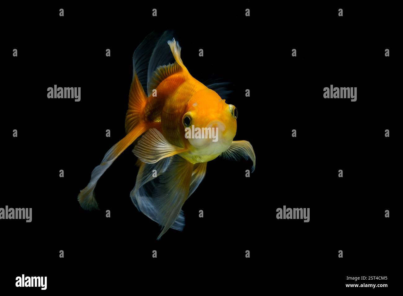 Portrait of the Goldfish on black background Stock Photo - Alamy