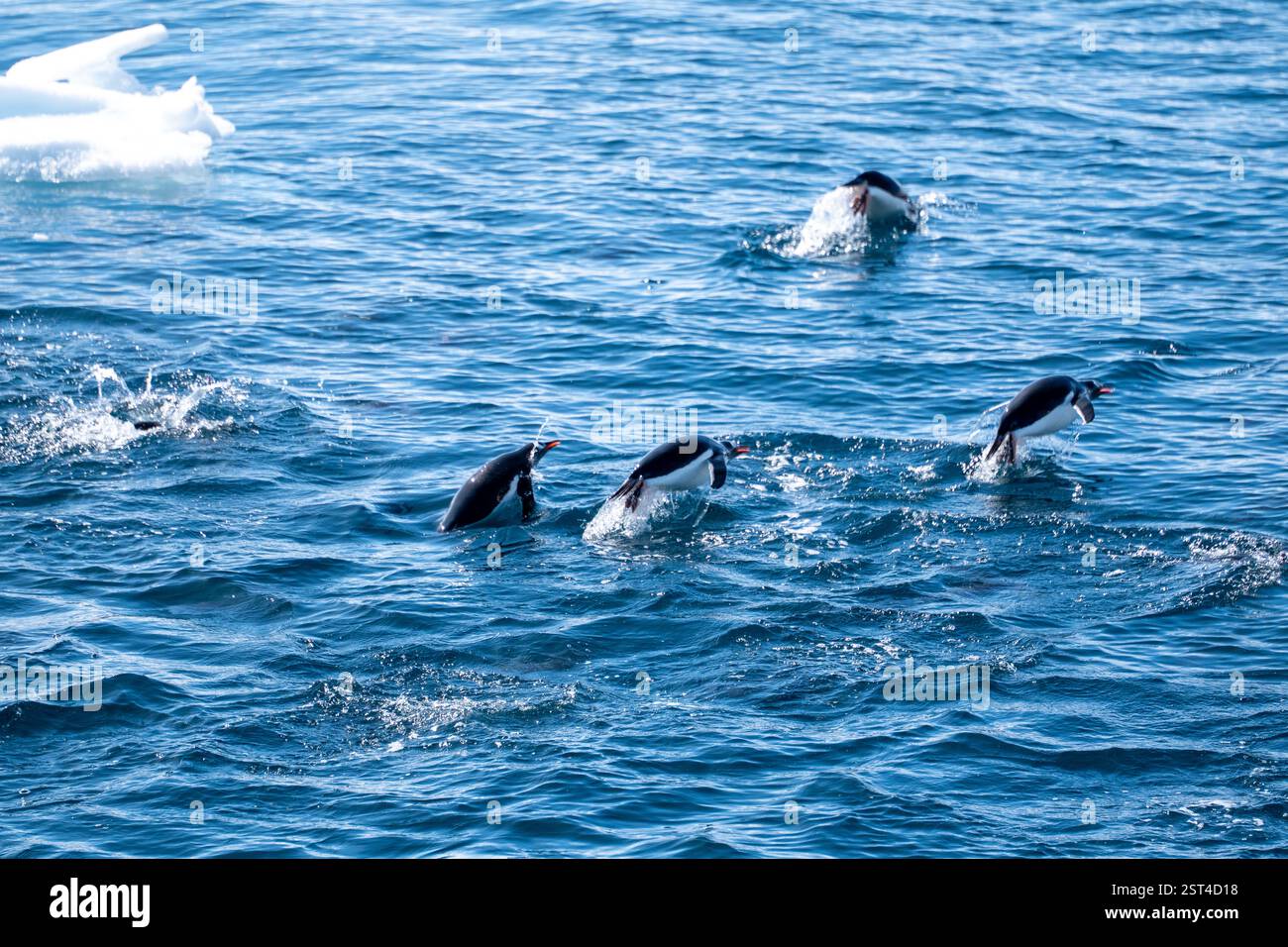 Gentoo penguins (Pygoscelis papua) are hunting in the Southern O Stock ...