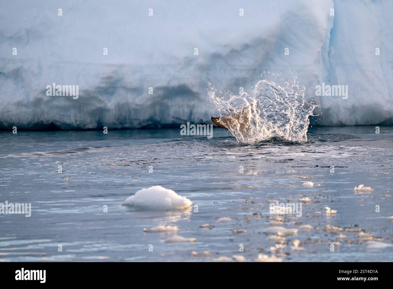 Orca's tail in the ocean. Killer whale in the wild nature. Antar Stock ...