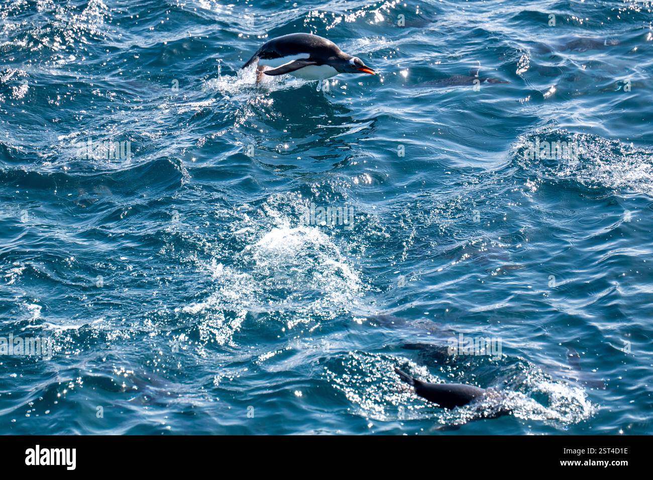 Gentoo penguins (Pygoscelis papua) are hunting in the Southern O Stock ...